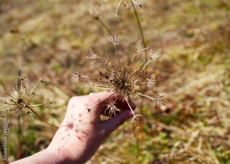 Dry Daucus Carota Common Names Wild Carrot Birds Nest Bishops Lace And Queen Annes Lace