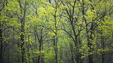 The Trees Are Budding Leaves Background Abstract Art Background