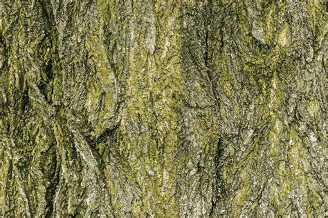 Page 4 Nature Bark Texture Vector Art Icons And Graphics For Free