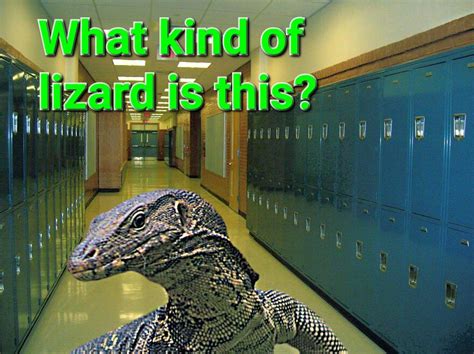 This Guy R Lizards