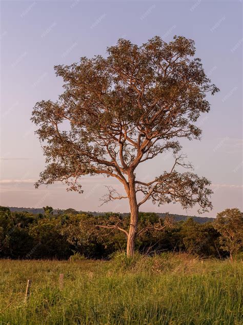 Premium Photo Closeup Of Angiosperm Tree