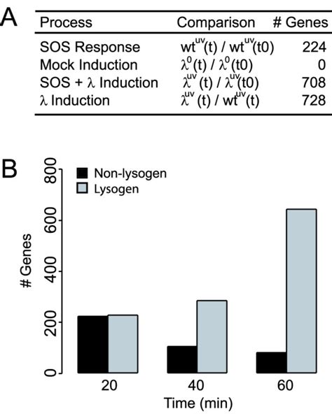 A Table Summarizing Altered Gene Expression In Each Timecourse The
