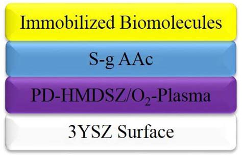 Schematic Of A Substrate After Surface Modification Download