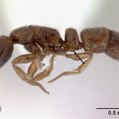 Ant Key 35 Manaaki Whenua