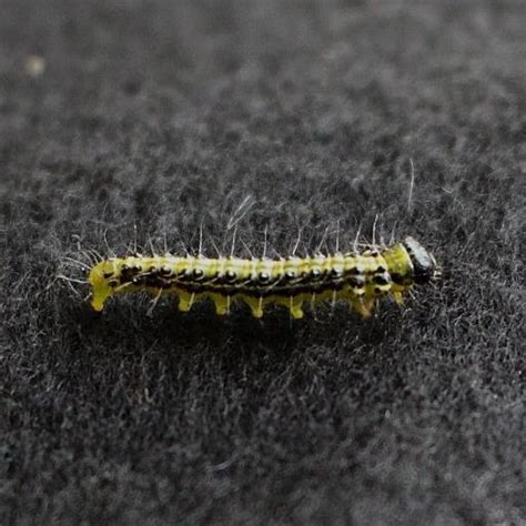 First Specimen Of Cydalima Perspectalis From Croatia Download Scientific Diagram