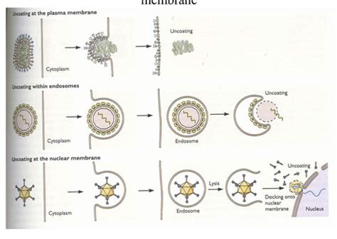 Viral Structure And Replication Flashcards Quizlet