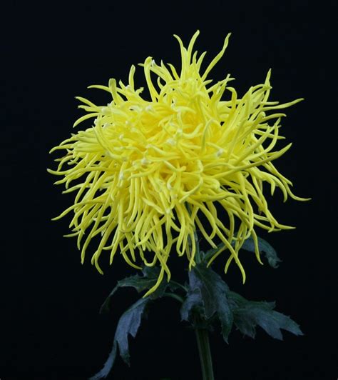 Cisco Class 12 National Chrysanthemum Society