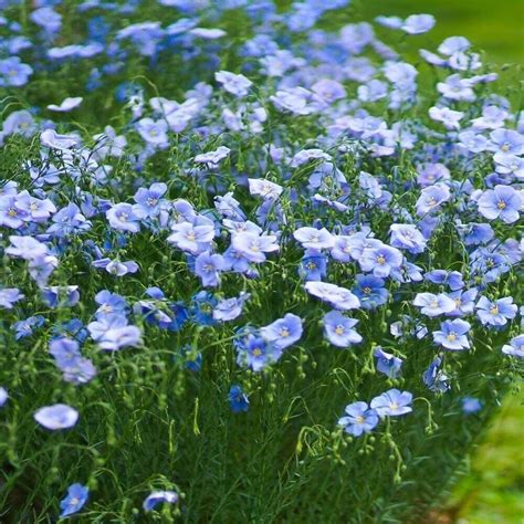 1000 Seeds Blue Flax Seeds For Planting Blue Wildflower Seeds