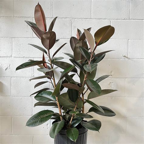 Rubber Tree Ficus Elastica Plant And Curio