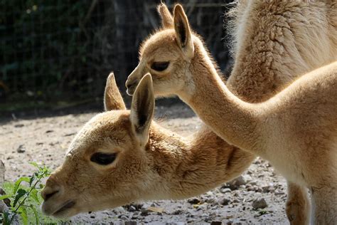 Vicuña El Camélido Sagrado De Los Andes Peruanos