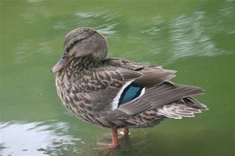 Mystery Female Type Dabbling Duck Green Winged Teal Mallard I Suck