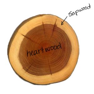 Color Variations In Wood Excelsior Wood Sustainable Custom Wood