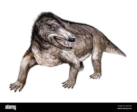 Cynognathus Illustration This Extinct Cynodont Therapsid Lived During