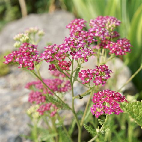 Achillea Cassis — Farmacie Isolde