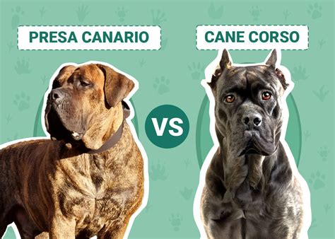 Presa Canario Vs Cane Corso The Main Differences With Pictures