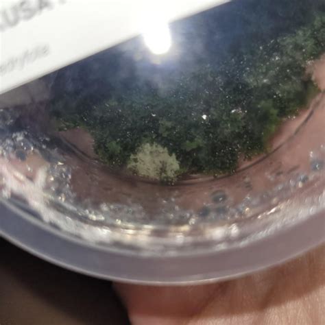 Dying Mini Pellia Riccardia Chamedryfolia Rplantedtank