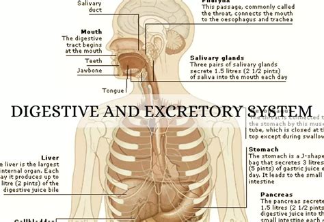 How Are The Digestive And Excretory Systems Connected