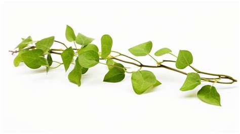 Page 2 Cissus Images Free Download On Freepik