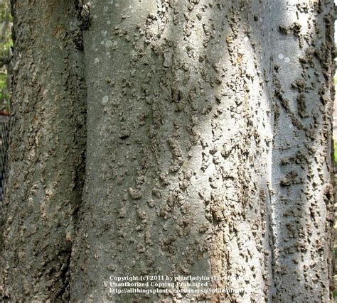 Photo Of The Stem Scape Stalk Or Bark Of Sugarberry Celtis Laevigata