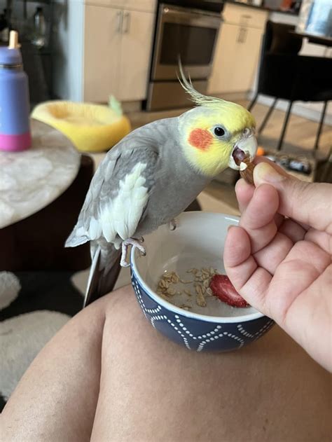Scored The 24 Inch Cockatiel Squishmallow Rcockatiel