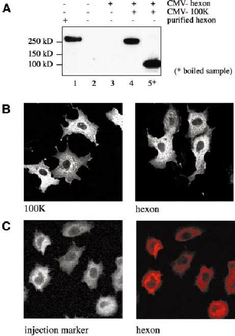 Expression Of Hexon In Transfected Cells And Its Localization To The