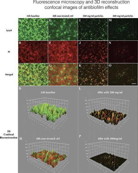 Application Of Fluorescence Staining At Elisa Champagne Blog