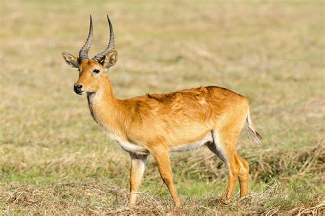 Puku Interesting Animals