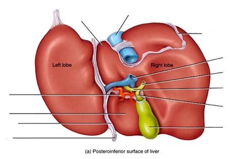 Liver Pt 2 Diagram Quizlet