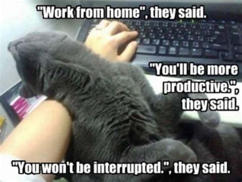 37 Funniest Work From Home Memes [that Are So True] In 2024