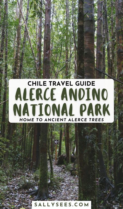 How To Visit The Alerce Andino National Park Chile