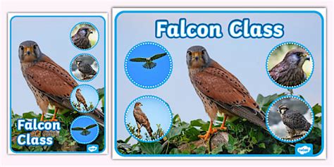 Falcon Class Photo Poster Ks1 Professor Feito Twinkl