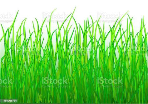 Grass Vector Illustration Stock Illustration Download Image Now