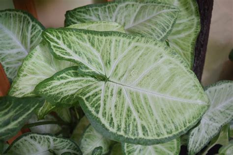 Heart Shaped Caladium Leaves With A Dark Green Vein Pattern And A Pale Green White Center Stock