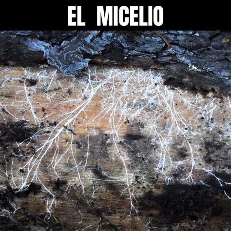 Agromadel El Micelio También Conocido Como Facebook