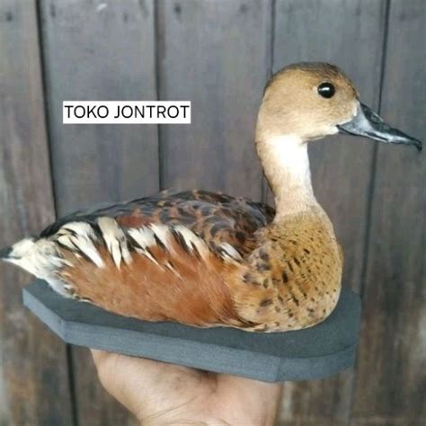 Jual Jontrot Pemikat Burung Belibis Kembang Shopee Indonesia