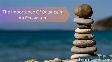 “the Importance Of Balance In An Ecosystem How Interconnectedness