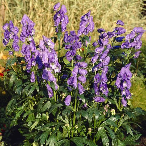 Aconit Ferme Aconitum Firmum Achat En Ligne Sur