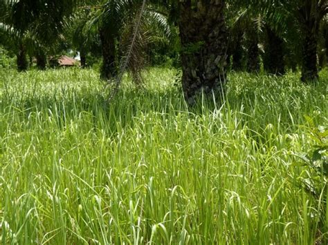 Cogongrass Lake Restoration