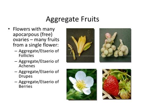 Botany Aggregate Fruit At Jimmy Koonce Blog