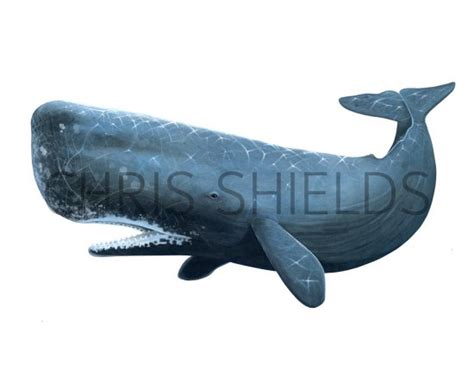 Sperm Whale Physeter Macrocephalus M003 Illustration Mammal