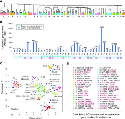 Transcriptomic Clustering Gene Marker Identifications And T Sne