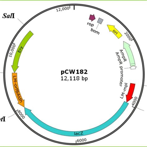 Construction Of Pcw182 Plasmid The Plasmid Was Constructed To Be