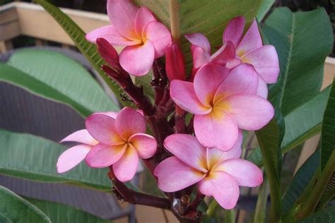 Tips For Growing Plumeria Indoors Gardeners Path Reportwire