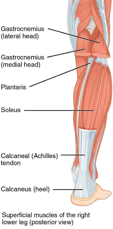 Fibularis Longus Posterior View