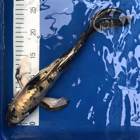 Koi Lemon Ki Utsuri Doitsu Butterfly 35 40 Cm Archiv Koifarm Straeten