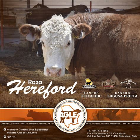 La Raza Hereford Habilidad Materna Rusticidad Adaptabilidad