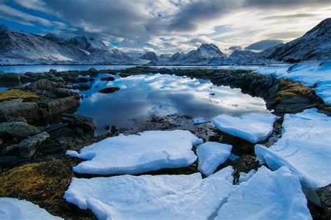 Do Animals Have Sex For Fun Openlearn Open University