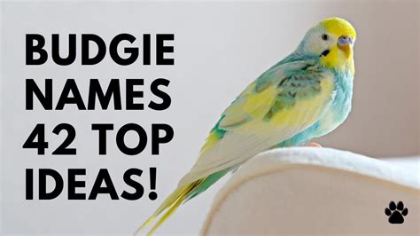 Cute Parakeets Names