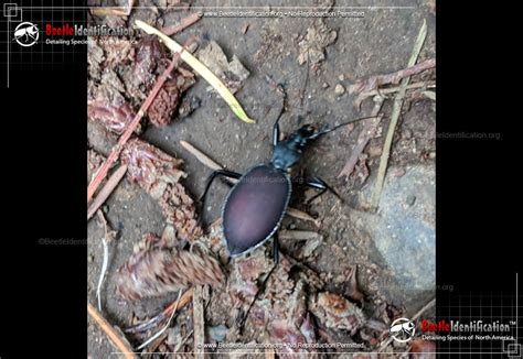 Narrow Collared Snail Eating Beetle