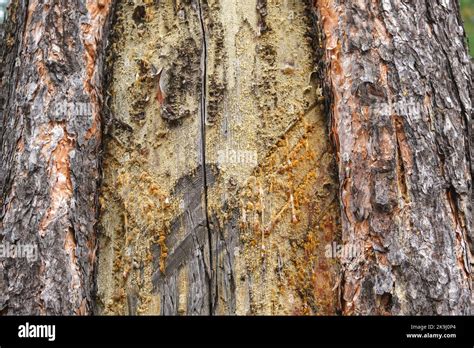Wood Resin Coming Out Of Wood Tree Sap Coming Out Of A Pine Tree Resin Close Up Extraction Of